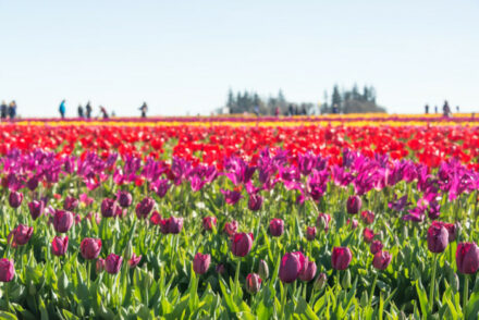TOP 10 best Tulip fields in the USA - And How to find a Tulip field ...