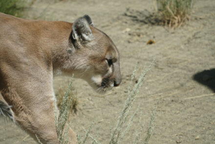 30 fun things to do in Reno, Nevada! That we know you'll love! - the ...